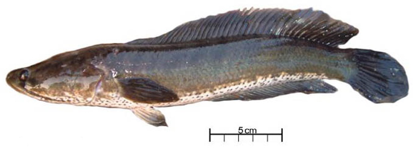Mengenal Ikan Gabus - Lalaukan