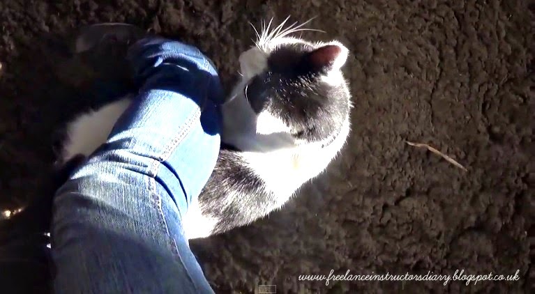 The cat and the Mark Rashid book that happen among teaching hours ...