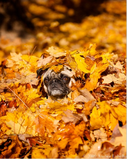 I Have Seen The Whole Of The Internet: Autumn Pug