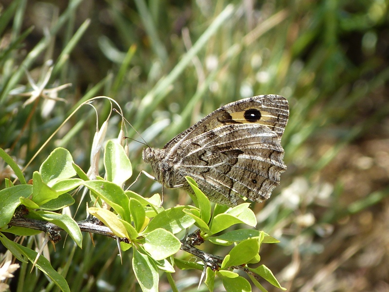 Butterfly Notes: Sierra Nevada Butterflies - July 2016 (4)