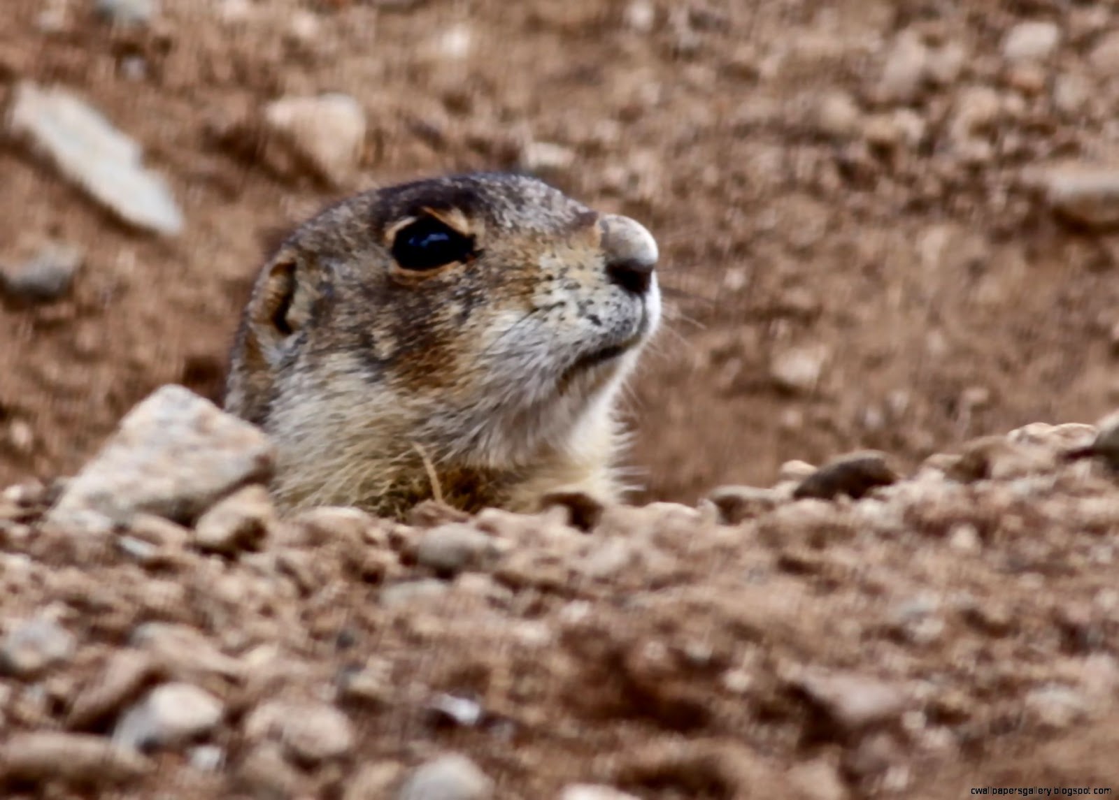 Prairie Dog Burrows | Wallpapers Gallery