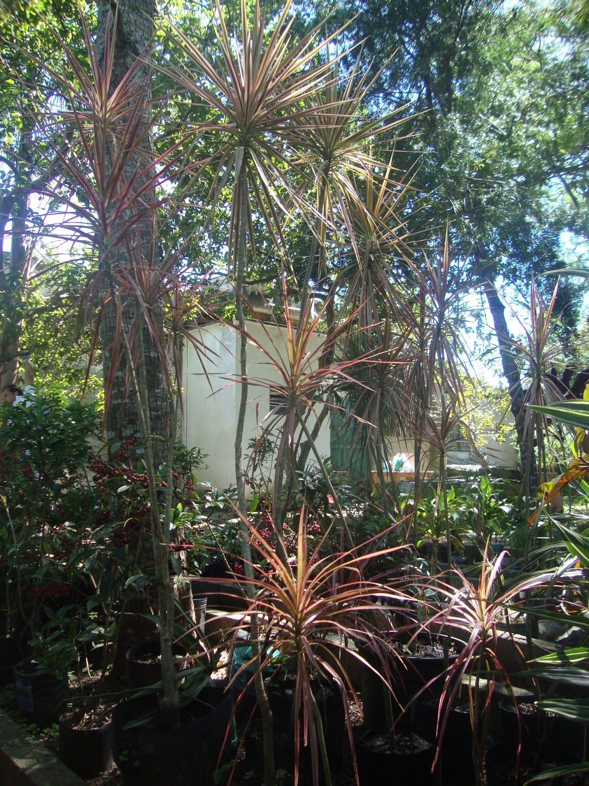 Jardim do Rancho: Aluguel de Plantas