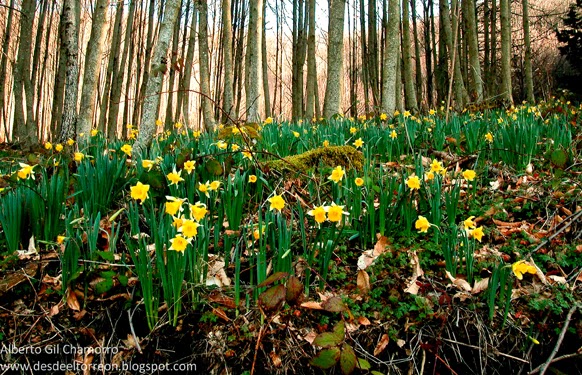Desde El Torreón: TIEMPO DE TROMPONES.