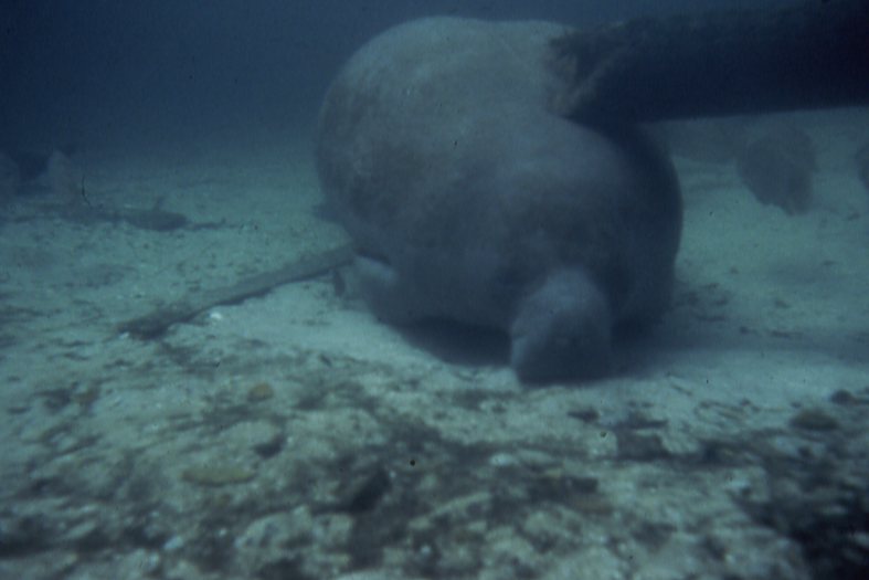 Field Biology in Southeastern Ohio: Florida Manatees