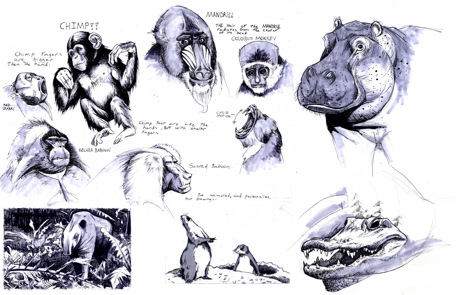 Mike's Sketchbook: Animal Sketches