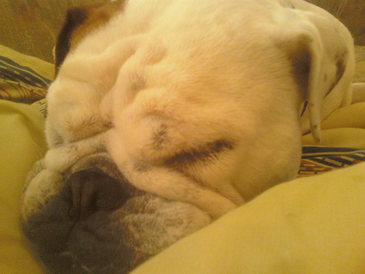 Regis College BSN/MSN Nurse Practitioner Student: A Year in the Life