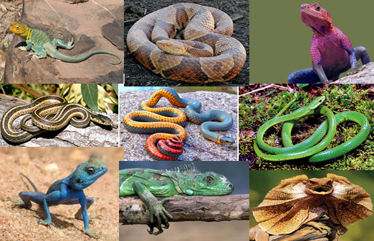 los tipos de animales: agosto 2017