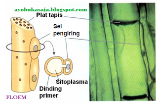 Makalah Biologi Struktur Tumbuhan" - KUMPULAN TUGAS