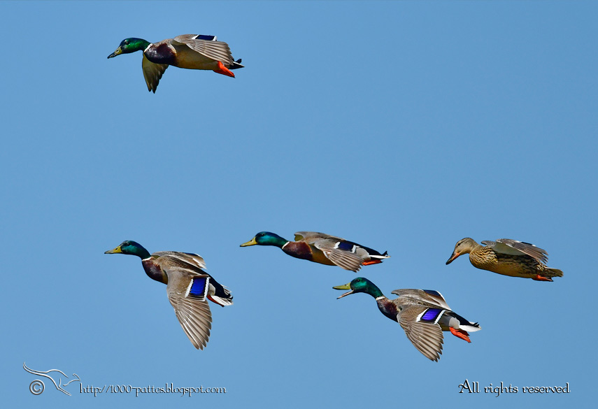 WILDLIFE GATEWAY: Canards colverts et Hérons cendrés en vol