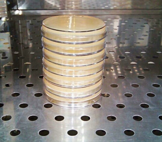 Microbiology Solutions: In microbiology why petriplates are incubated ...