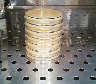 Microbiology Solutions: In microbiology why petriplates are incubated ...