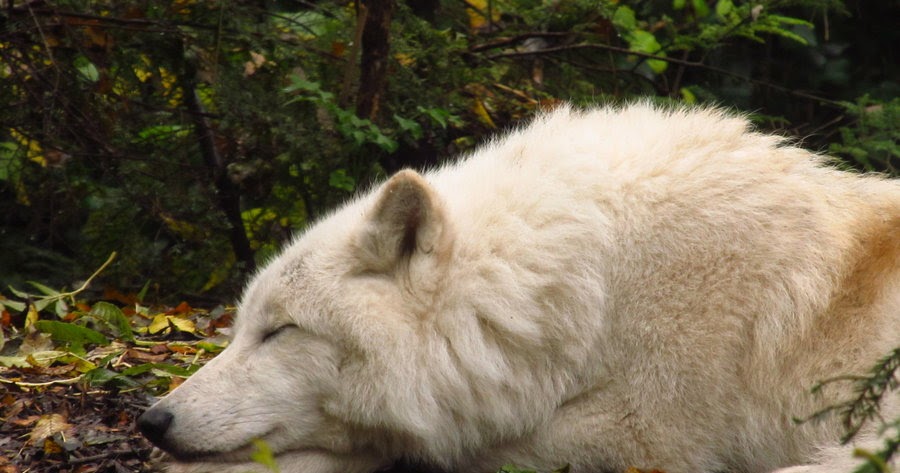 White Wolf : 17 Photos of "Sleeping Wolves" Will Make You Envious to ...