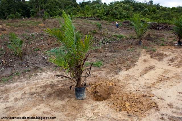 Borneo Reflections: A Round Trip to Tongod and Nabawan