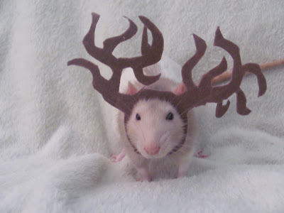 Ringo's Rat Tales: Rat-Deer (Monday 4 Melanie)