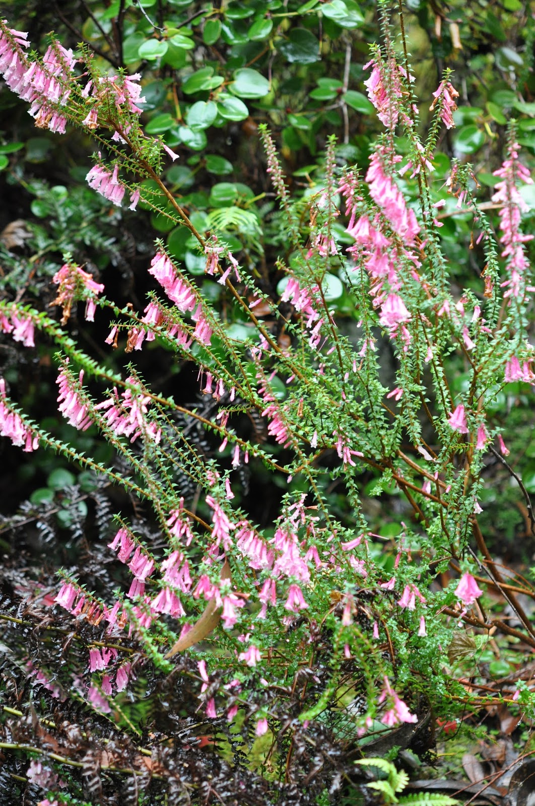 Alpine Garden Society Victorian Group: Photo's of Plants in Flower in ...