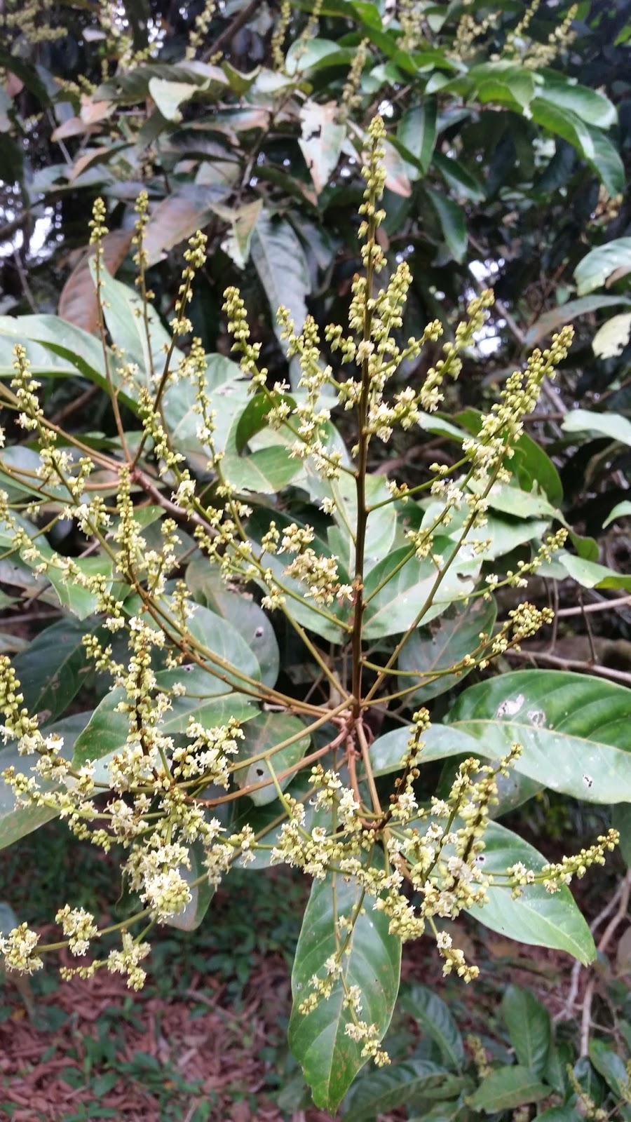 Warisan Petani: Pokok Rambutan Mula Berbunga