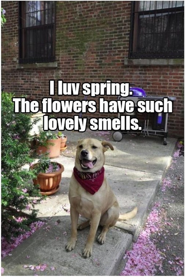 I luv spring (2 pics) | Amazing Creatures