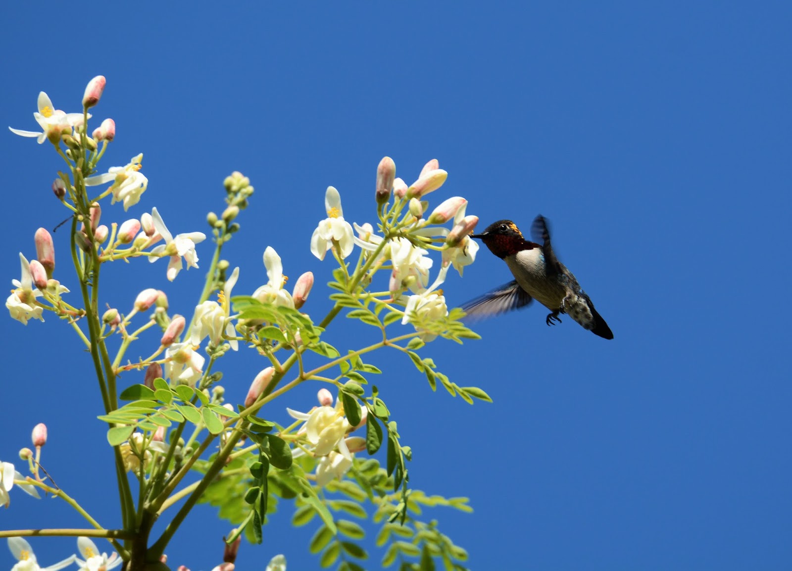 Probirder: Smallest Bird in the World