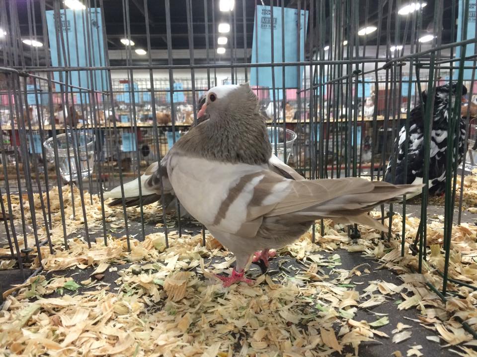 World of Pigeons and Doves: Mookee Pigeon