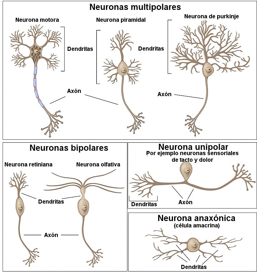 las neuronas: neurona