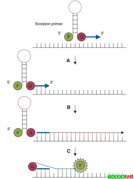 [Microbiology] Atlas about Applications of Molecular Diagnostics | Free ...