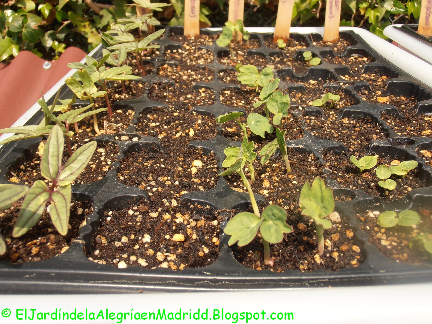 El jardín de la alegría : Aclareo y repicado del semillero de flores