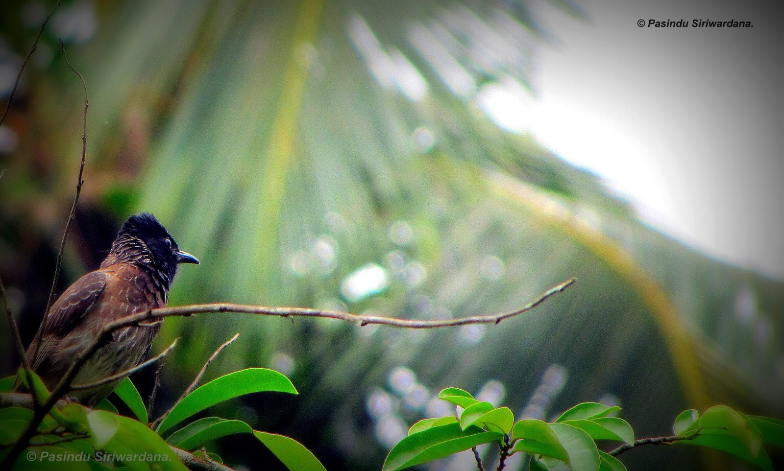 Pasindu Siriwardana: කොන්ඩ කුරුල්ලා[Konda kurulla]