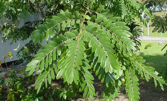 Pemakaian dari daun johar