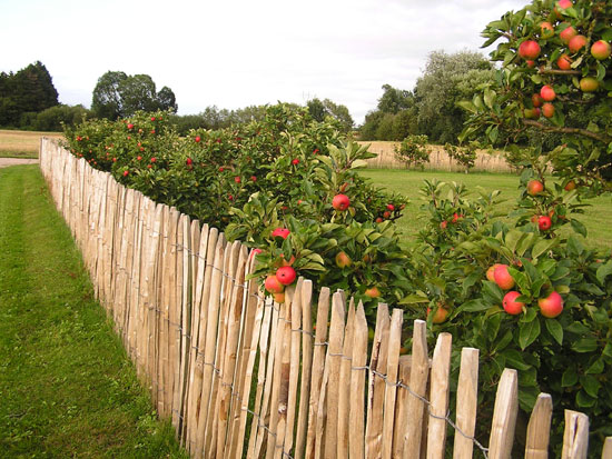 Staudefeen: Kastanjehegn - selvfølgelig!