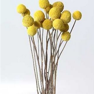 Wallpaper-HD-Blog: Billy buttons