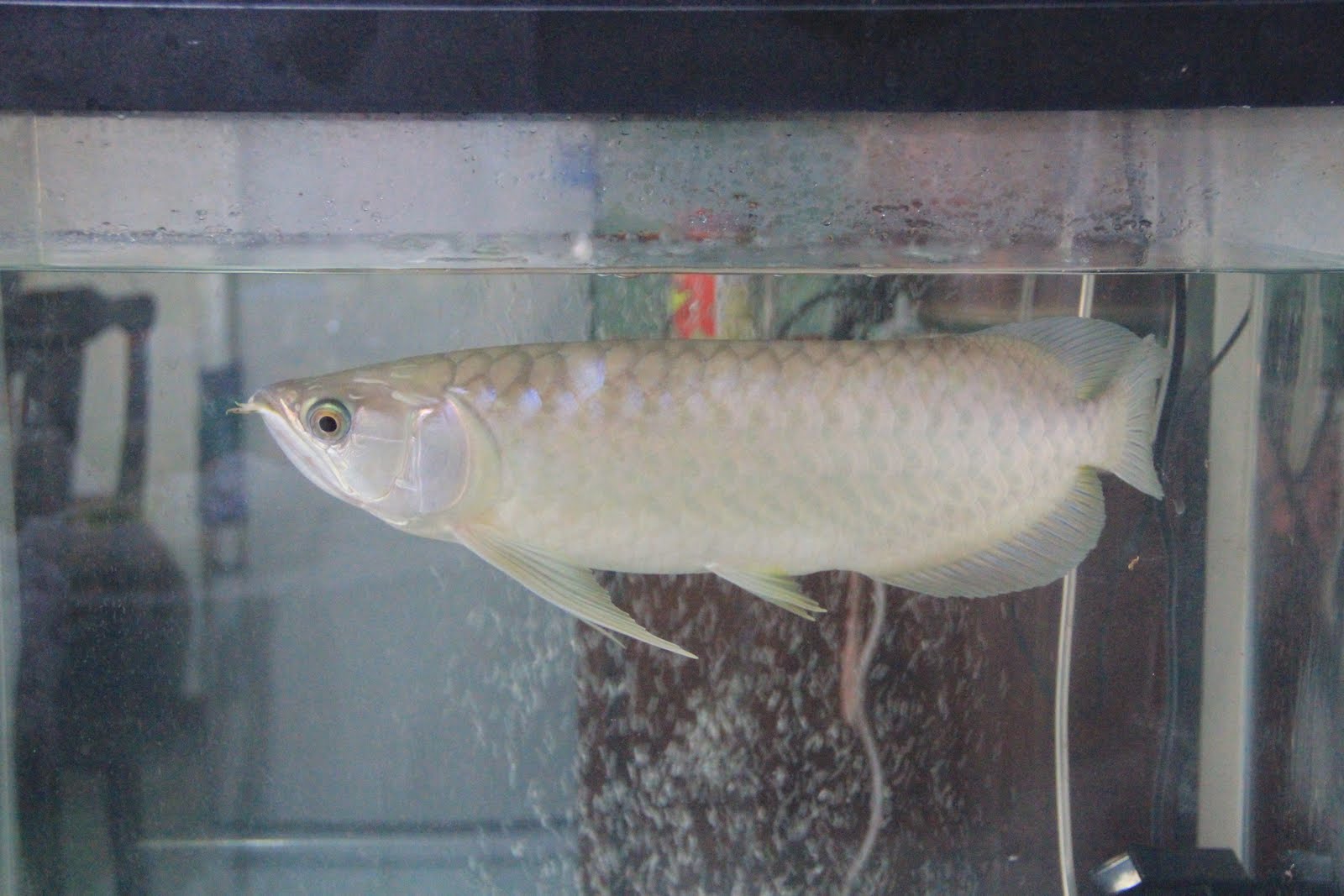 THIS'S MY WORLD: My Arowana Fish