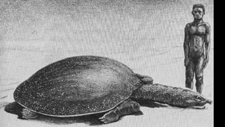 Enter: The PlesiOturtle: Enter: The Plesi-O-Turtle