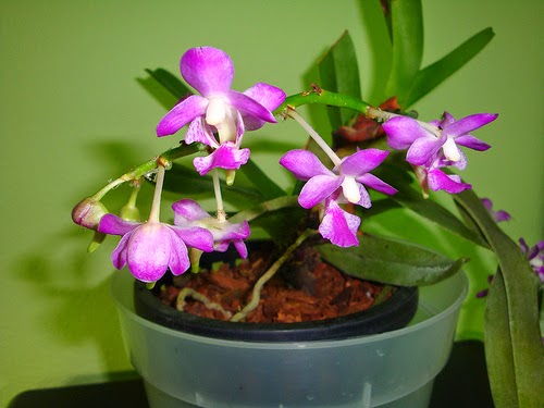 Orchid flower: Aerides crassifolia
