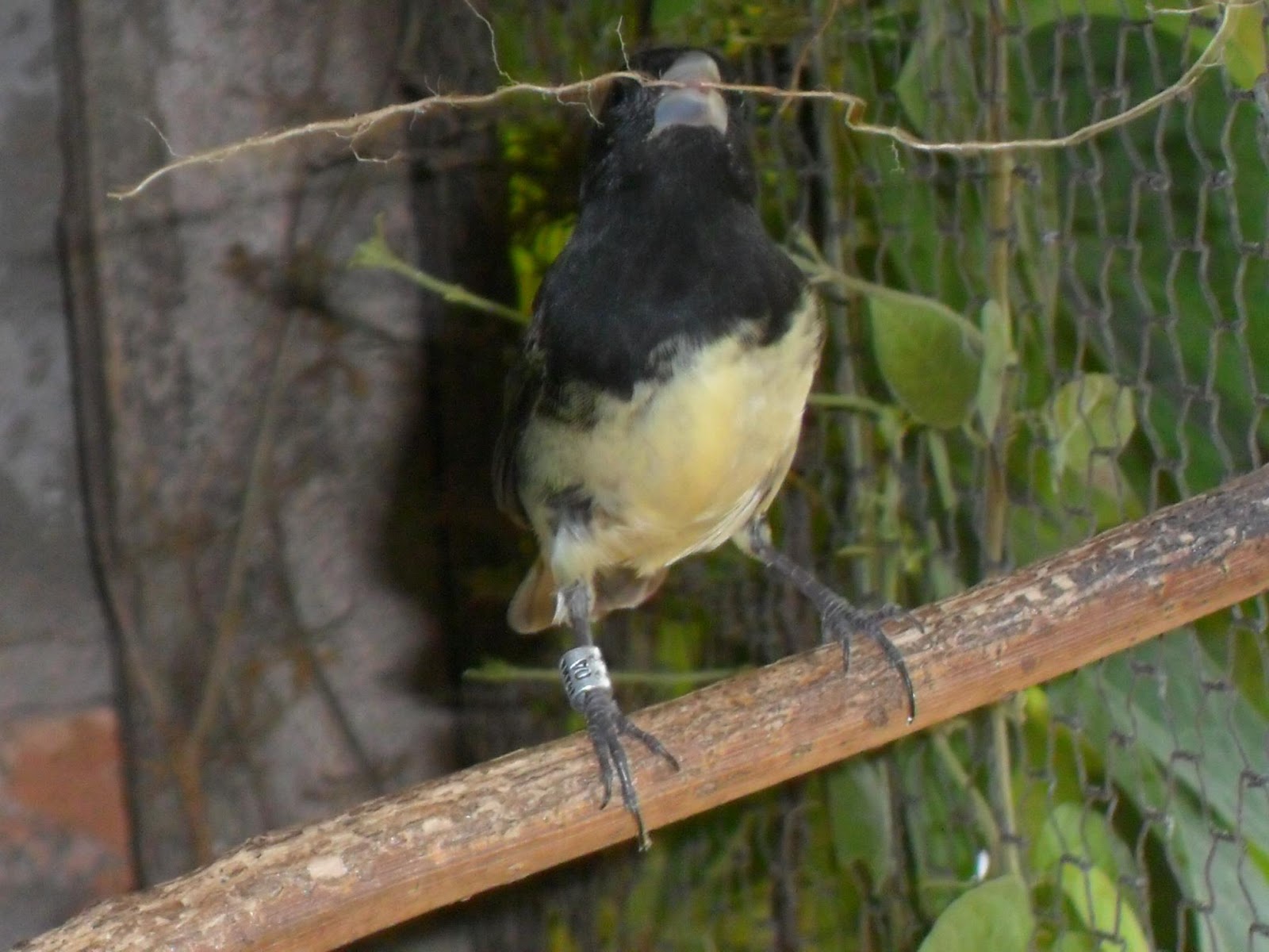 Pássaros ÁF: coleiro