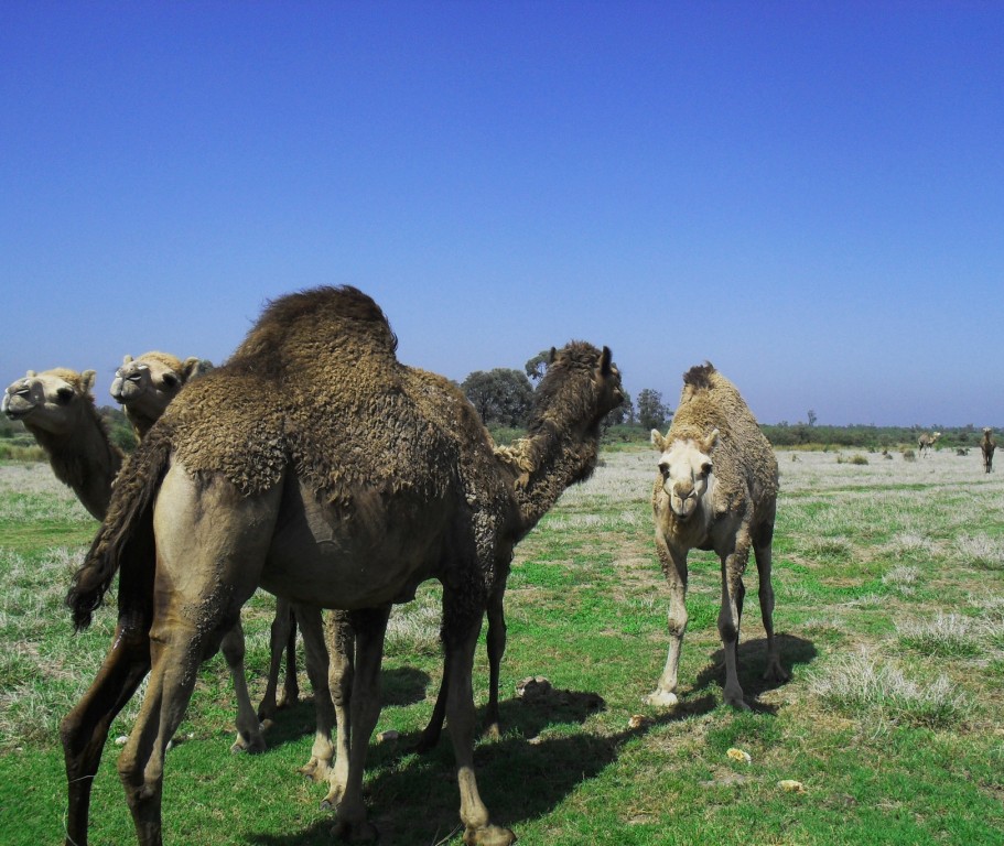 An Igorot Journey: The wild wild west