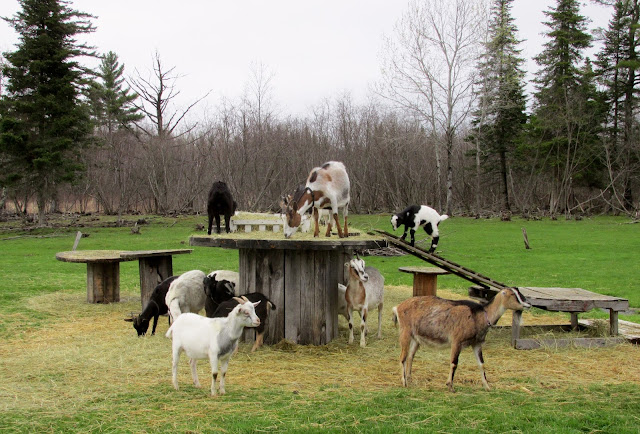 Lally Broch Farm: A Maine Family Homestead: Additional Spools for the ...