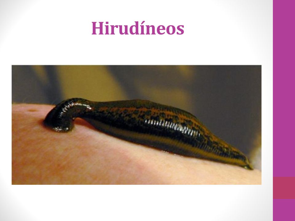 Filo anelídeos | Biologia: A ciência da vida