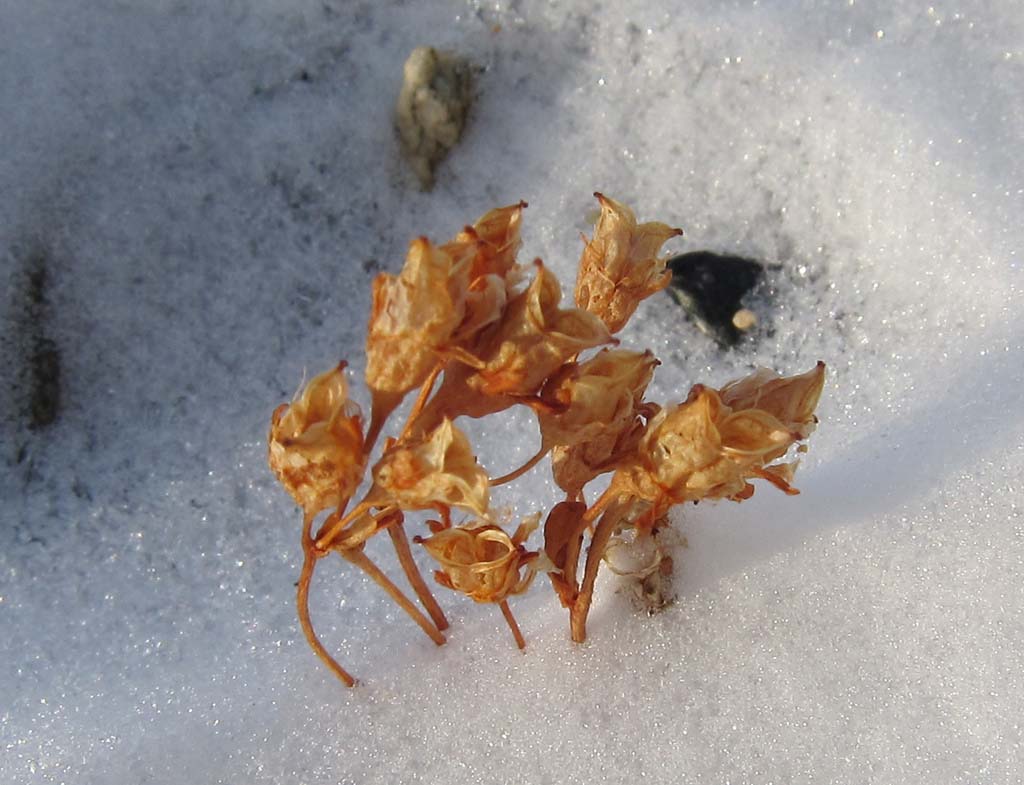 Polar Ice Cap | Desktop Wallpapers