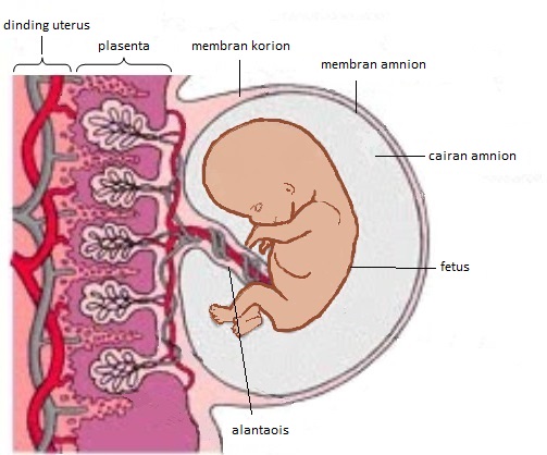 Reproduksi Manusia: Fertilisasi dan Kehamilan