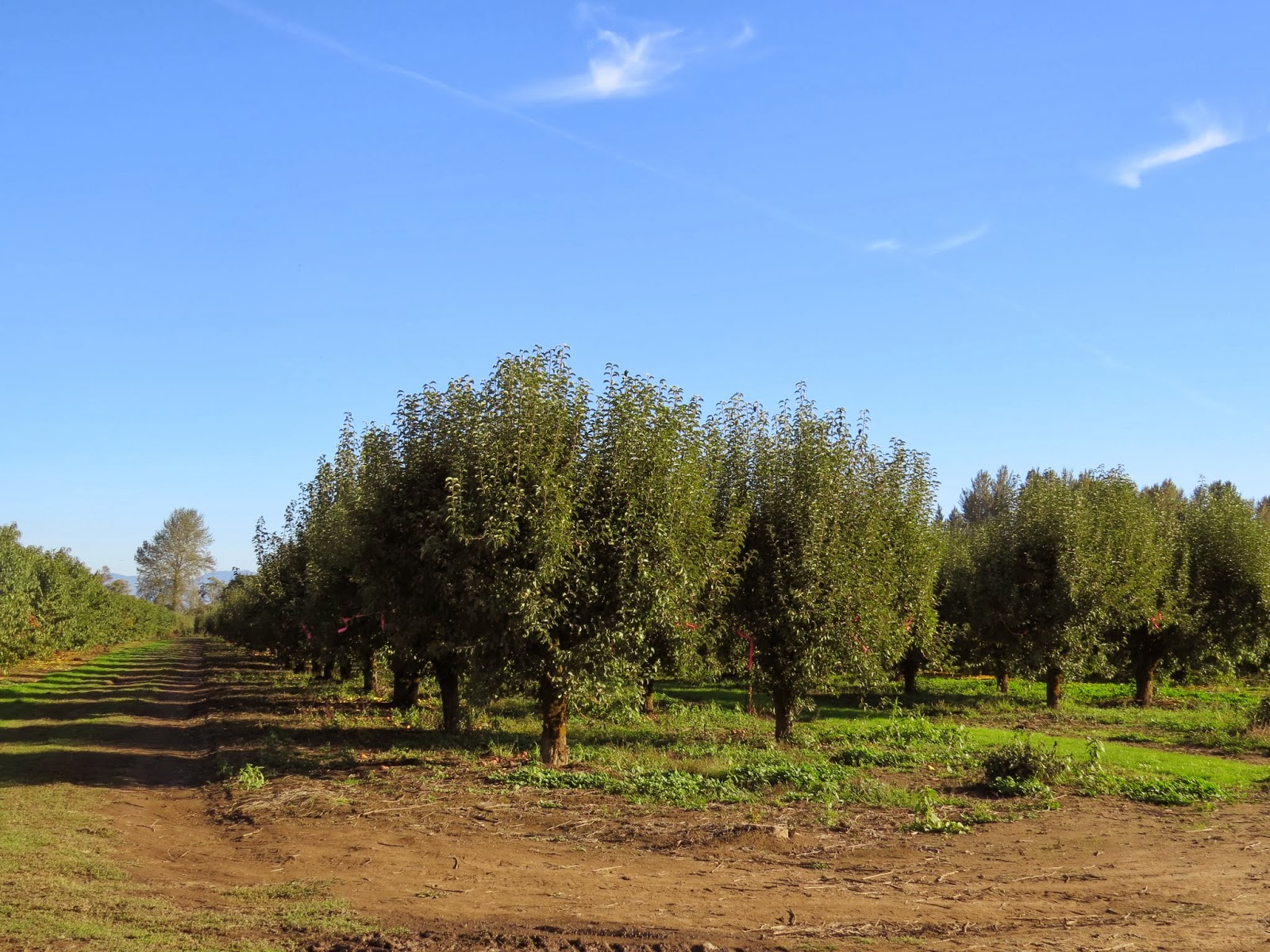 Photos by Jan: A Trip to Detering Orchards; in Harrisburg, Oregon