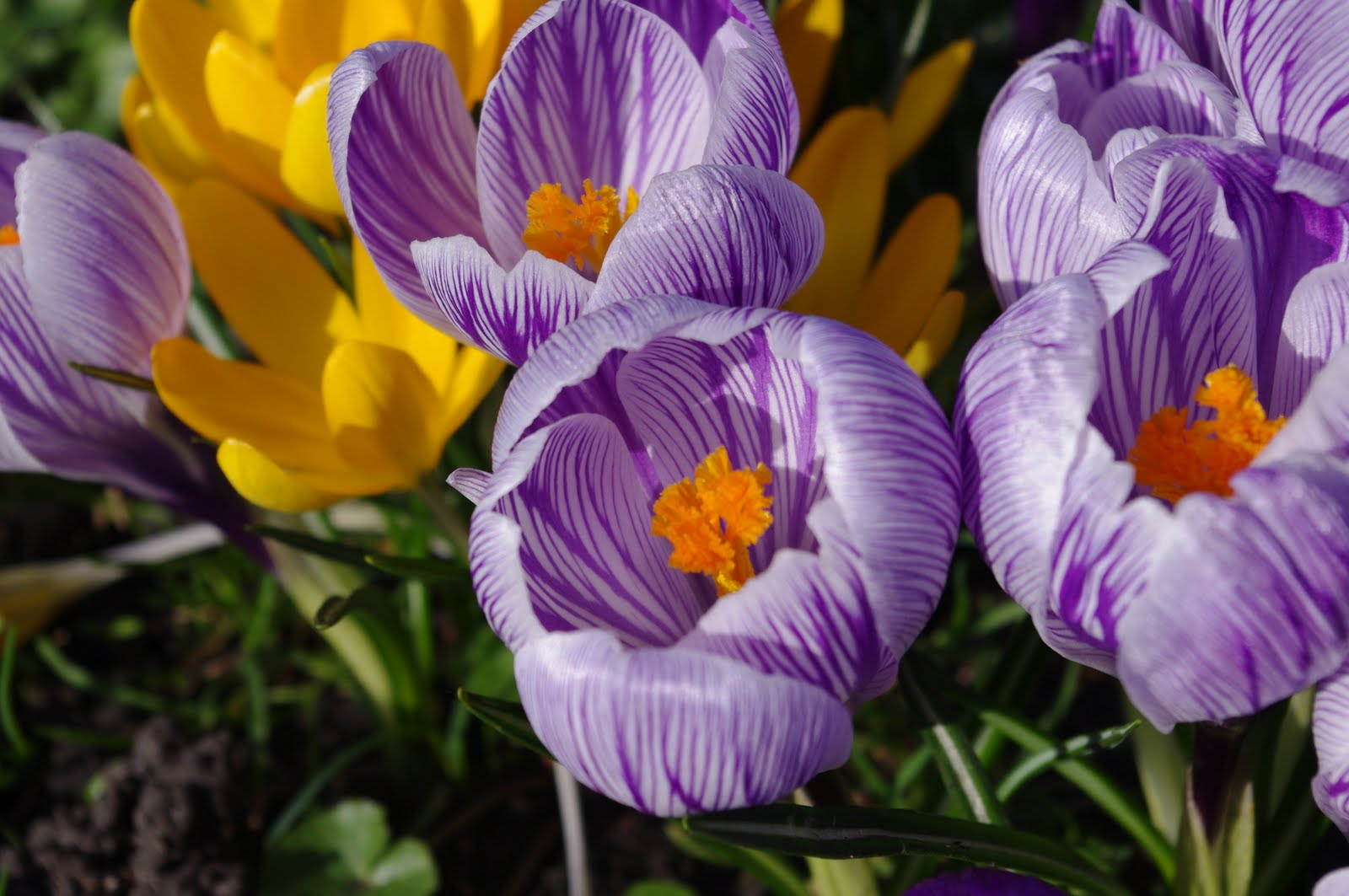 Robyn's Family History Adventure: Day 43 - James Joss : Untutored in Vice