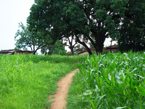 The Learner: Village Visit - Latehar District (2)