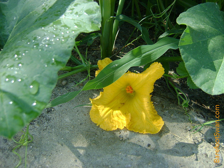Barefoot Swan: A Milpa Garden