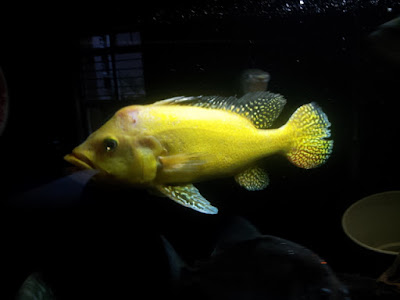 Mania de Aquário: Tucunaré (Peacock bass, Cichla sp.)