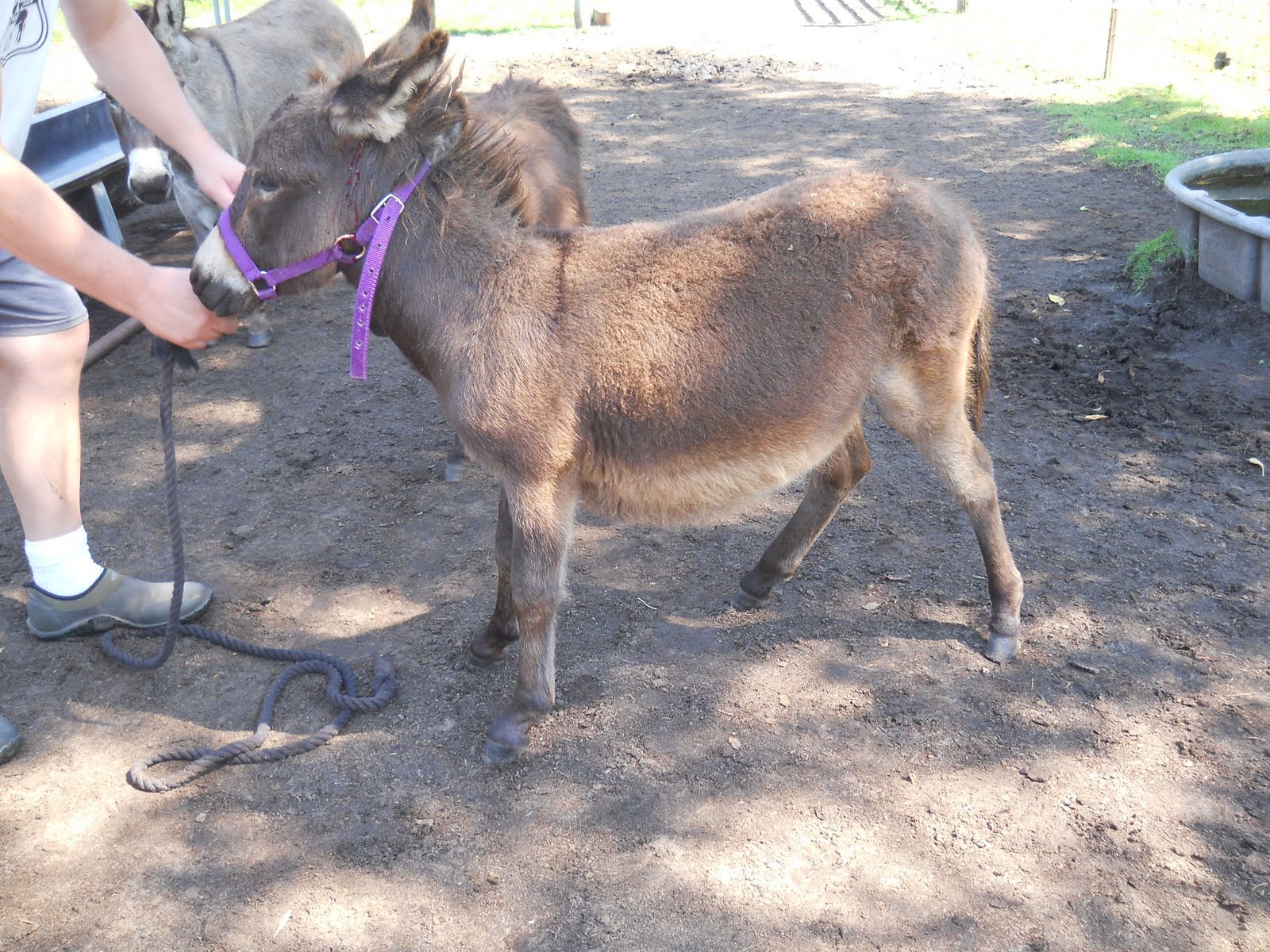 Equine Vet Blog: COW: Routine Castration(s)