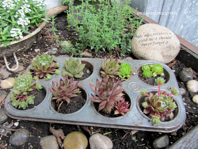 A Dozen Fun Ways to Plant Hen & Chicks (Sempervivum) - Organized Clutter