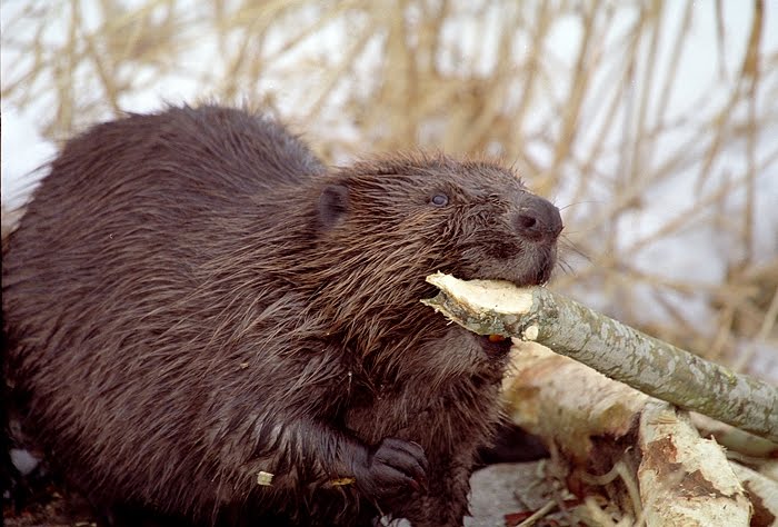 Estonian Nature Tours: Incredible Experiences in Estonian Wildlife