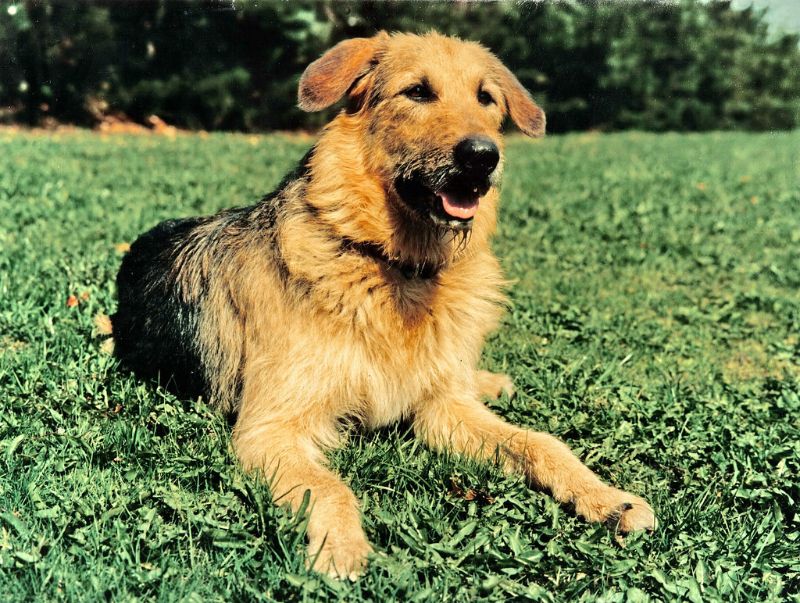 Beautiful Life of a German Dog in the 1970s Through Lovely Photos ...