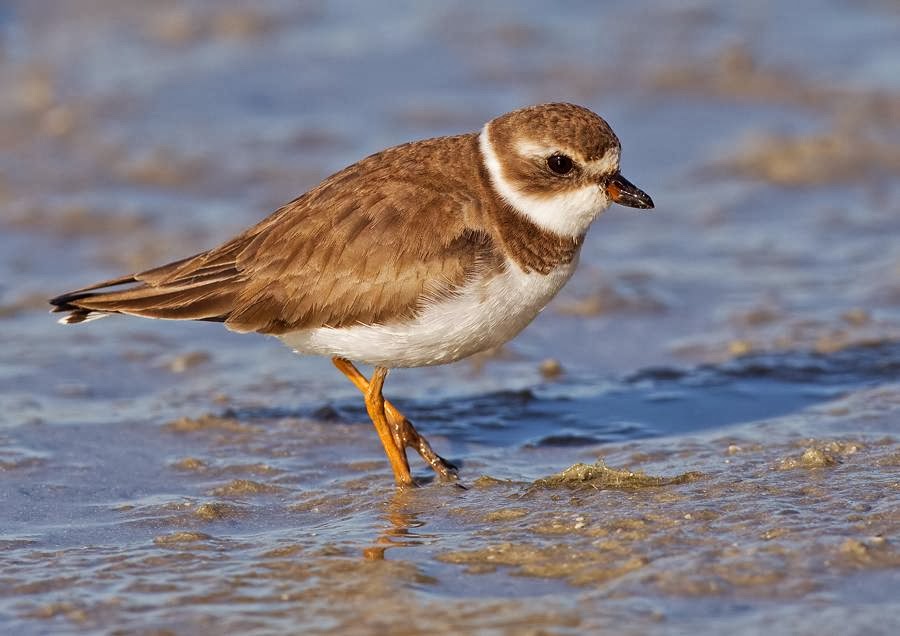 Argentina nativa: Chorlito palmado (Charadrius semipalmatus)