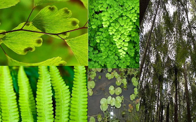 Caliptra: Pteridófitas